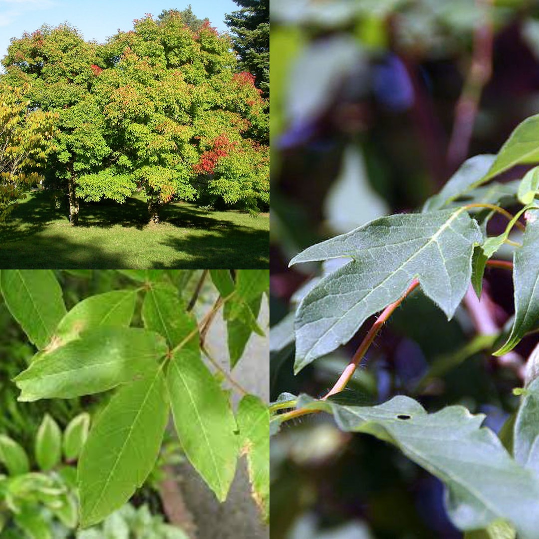 Seeds for Planting, Acer Triflorum, Three Flowered Maple, Roughbark ...