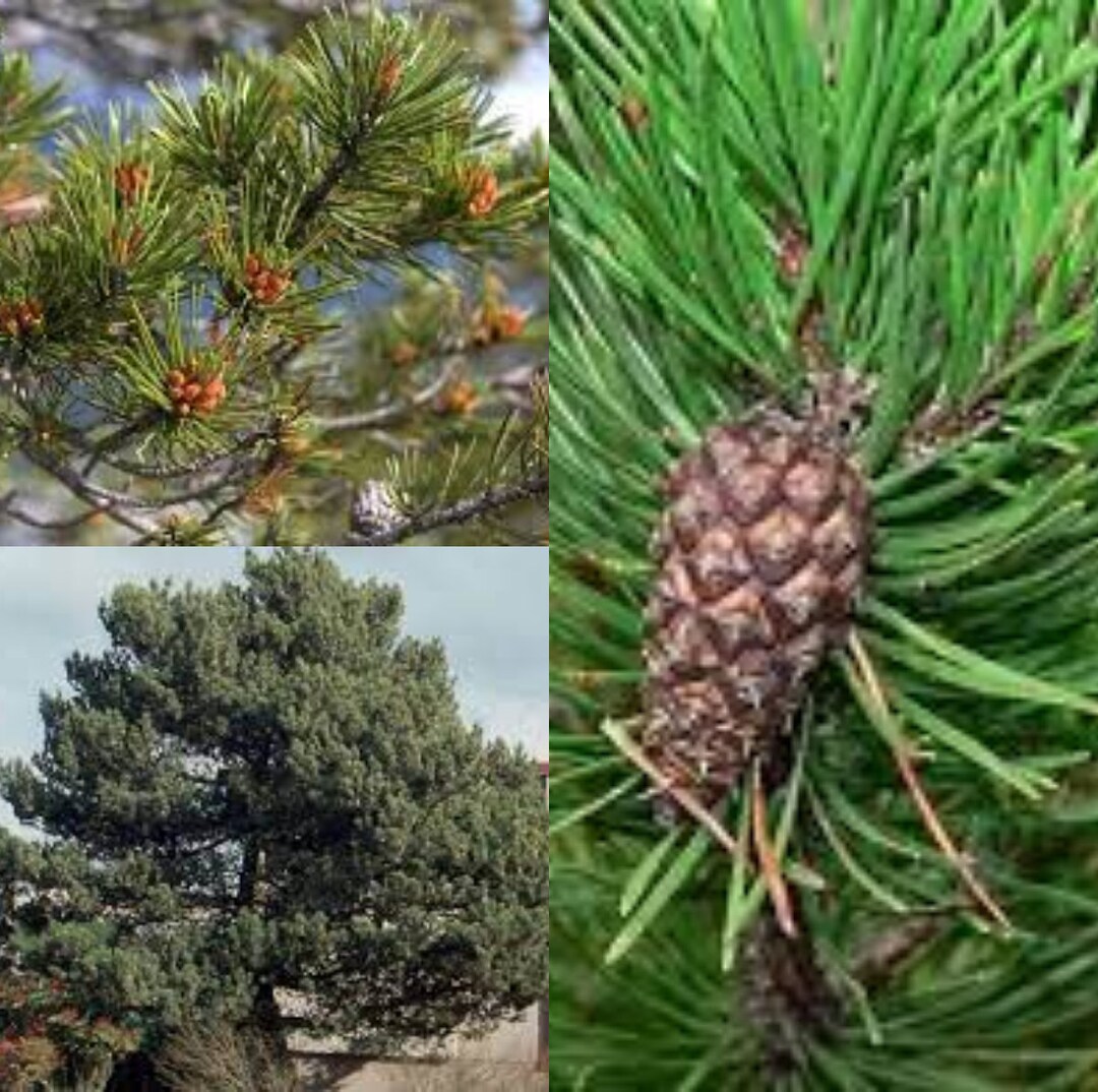 Seeds for Planting, Pinus Contorta Contorta Seeds, Shore Pine, Beach ...