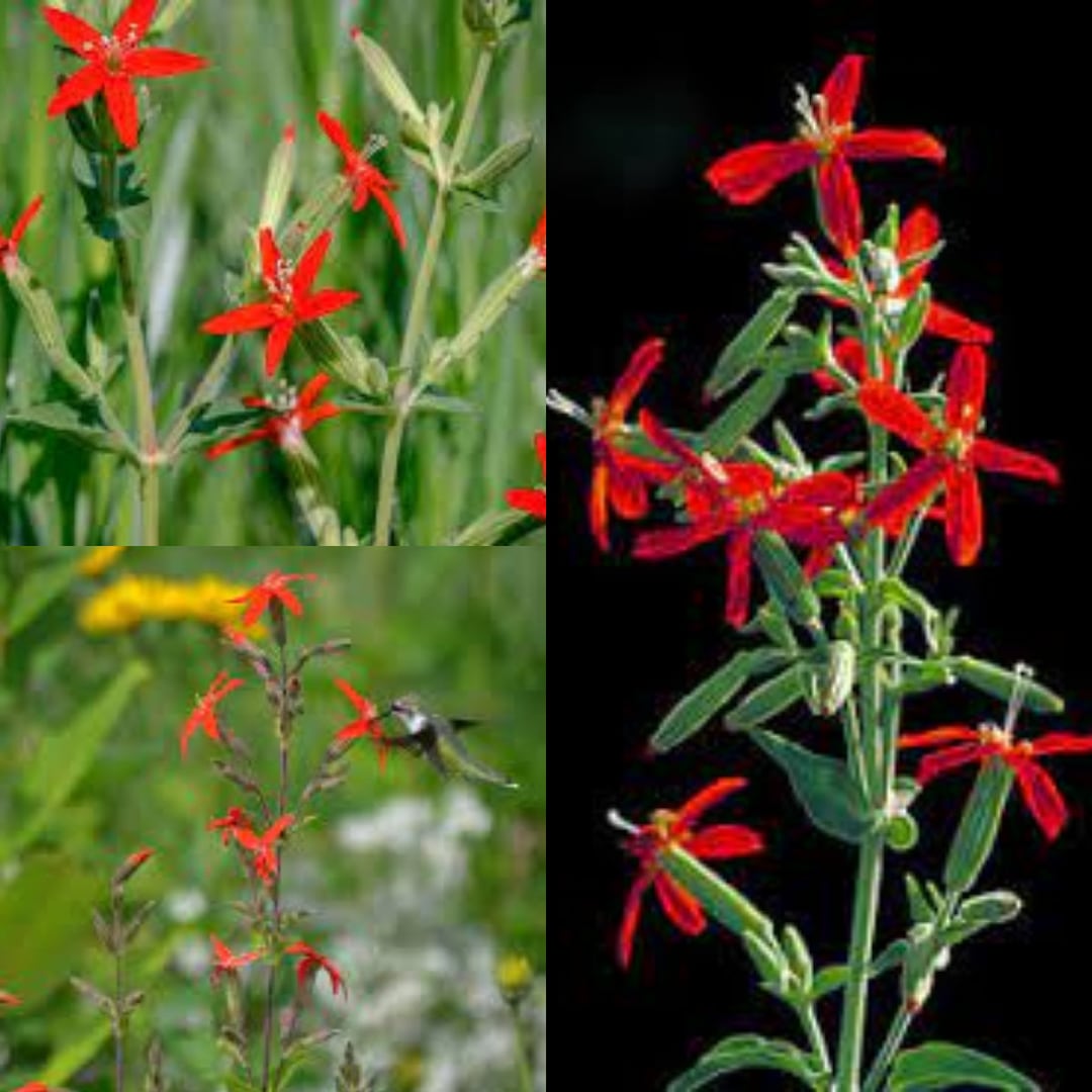 Seeds for Planting, Silene Regia Seeds, Royal Catchfly,~ Bulk Wholesale ...