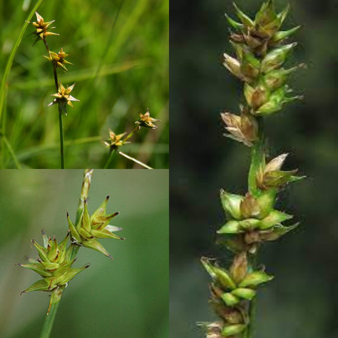 Seeds for Planting, Carex Echinata Seeds, Large-fruited Star Sedge ...