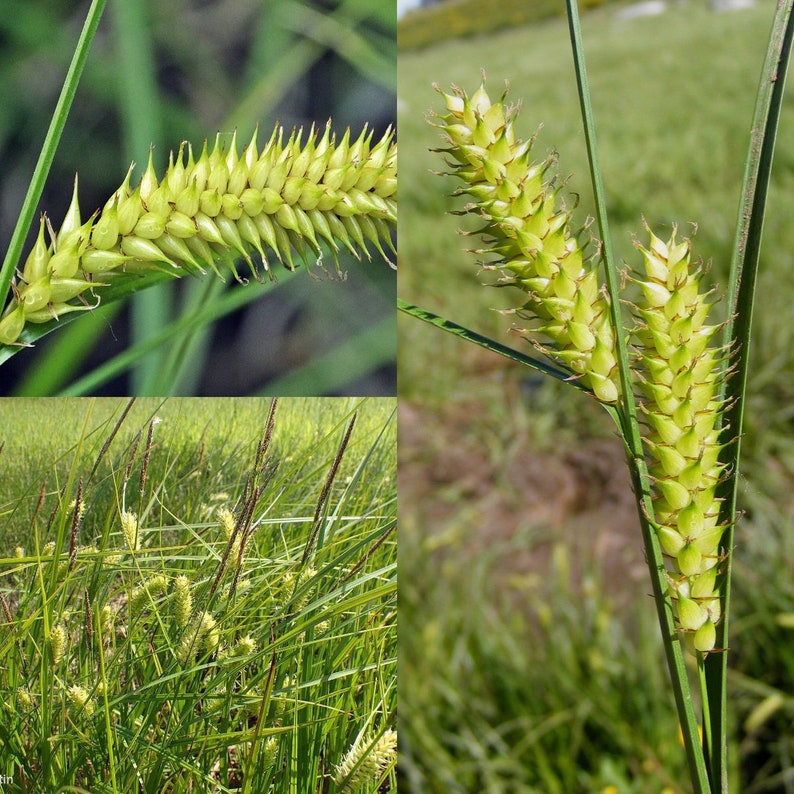 Seeds for Planting, Carex Vesicaria Seeds, Tufted Lake Sedge, Bladder ...