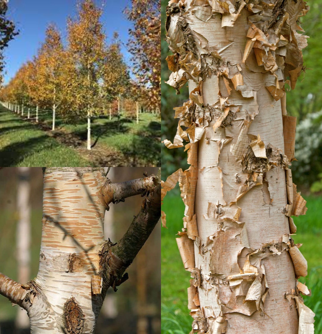 Seeds for Planting, Betula Costata Seeds, Korean Birch, Chinese Birch ...