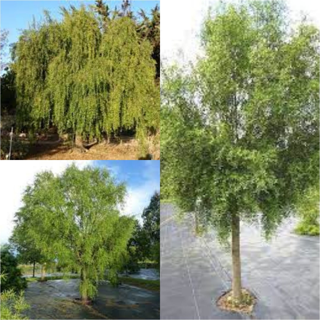 Seeds for Planting, Maytenus Boaria Seed, Mayten, Celastrus Maytenus ...