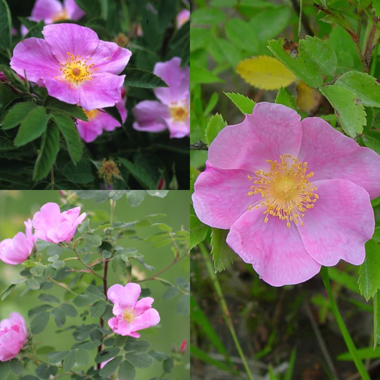 Seeds for Planting, Rosa Blanda Seeds, Early Wild Rose, Smooth Rose ...