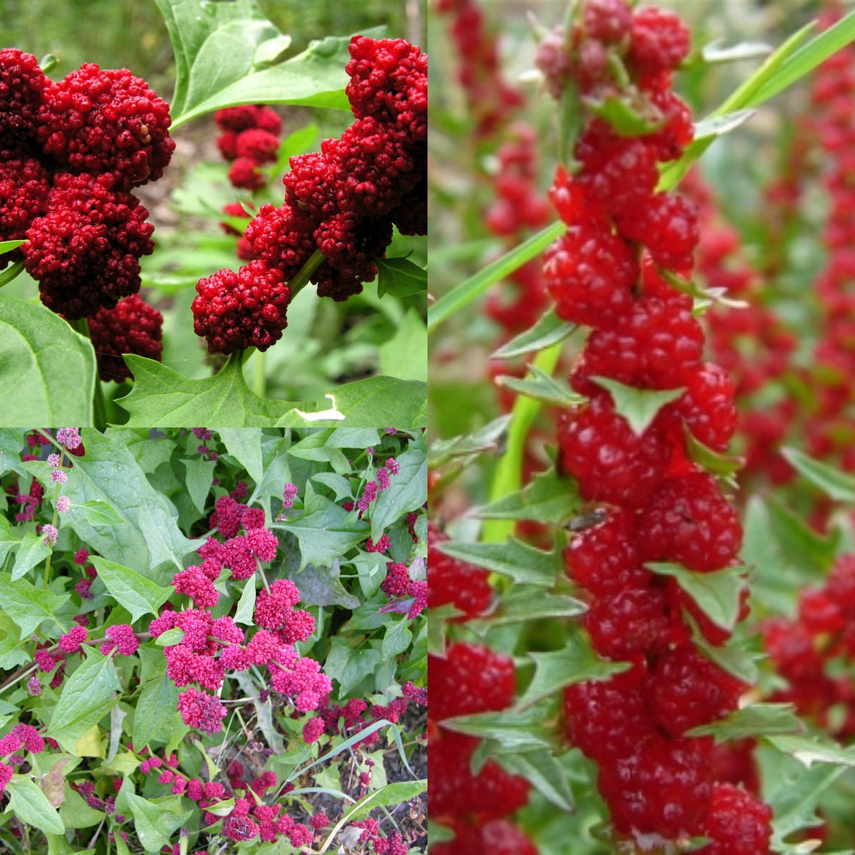 Seeds for Planting, Chenopodium Capitatum Seeds, Strawberry Blite ...