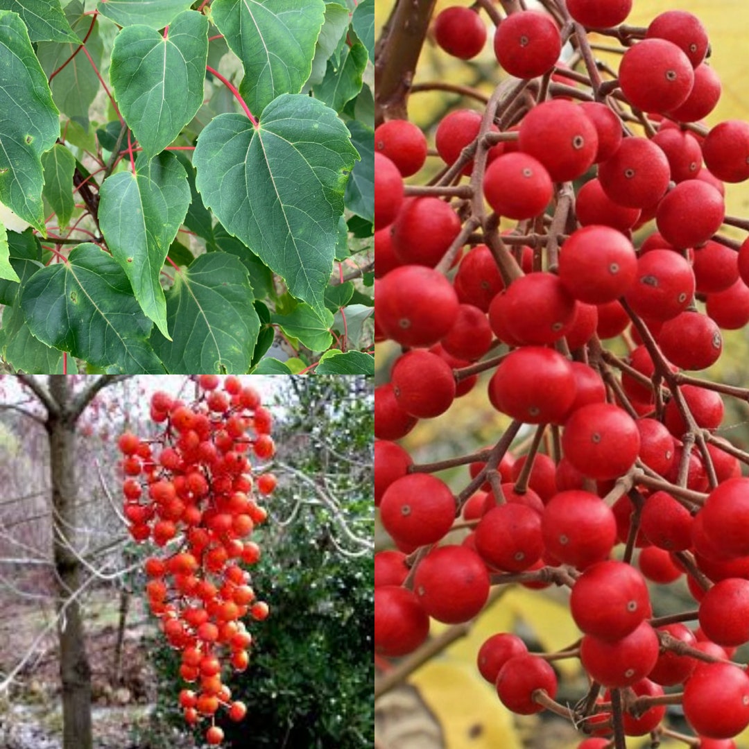 Seeds for Planting, Idesia Polycarpa Seeds, Wonder Tree, Ligiri Tree ...