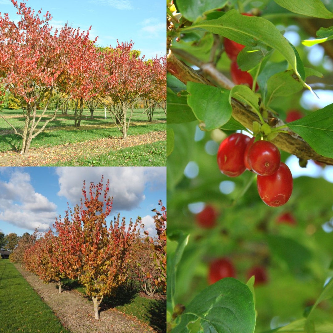Seeds for Planting, Cornus Officinalis Seeds, Asiatic Dogwood, Japanese ...