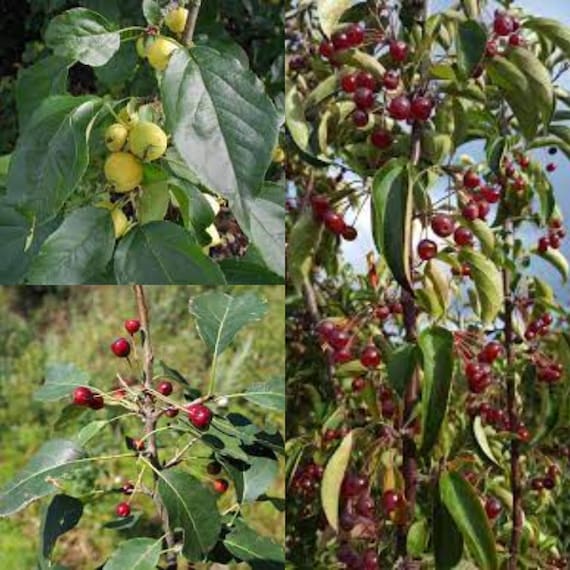 Seeds for Planting Malus Seeds Siberian Crab Apple Pyrus - Etsy