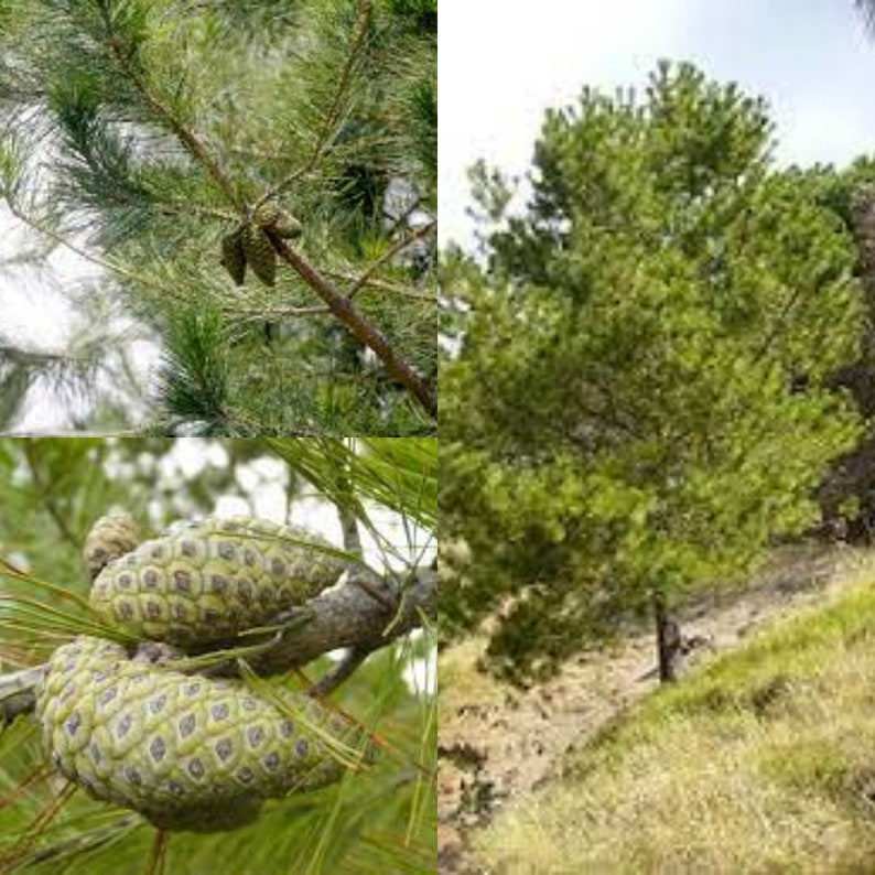 Semillas para plantar, semillas de Pinus greggii, pino de Gregg ...