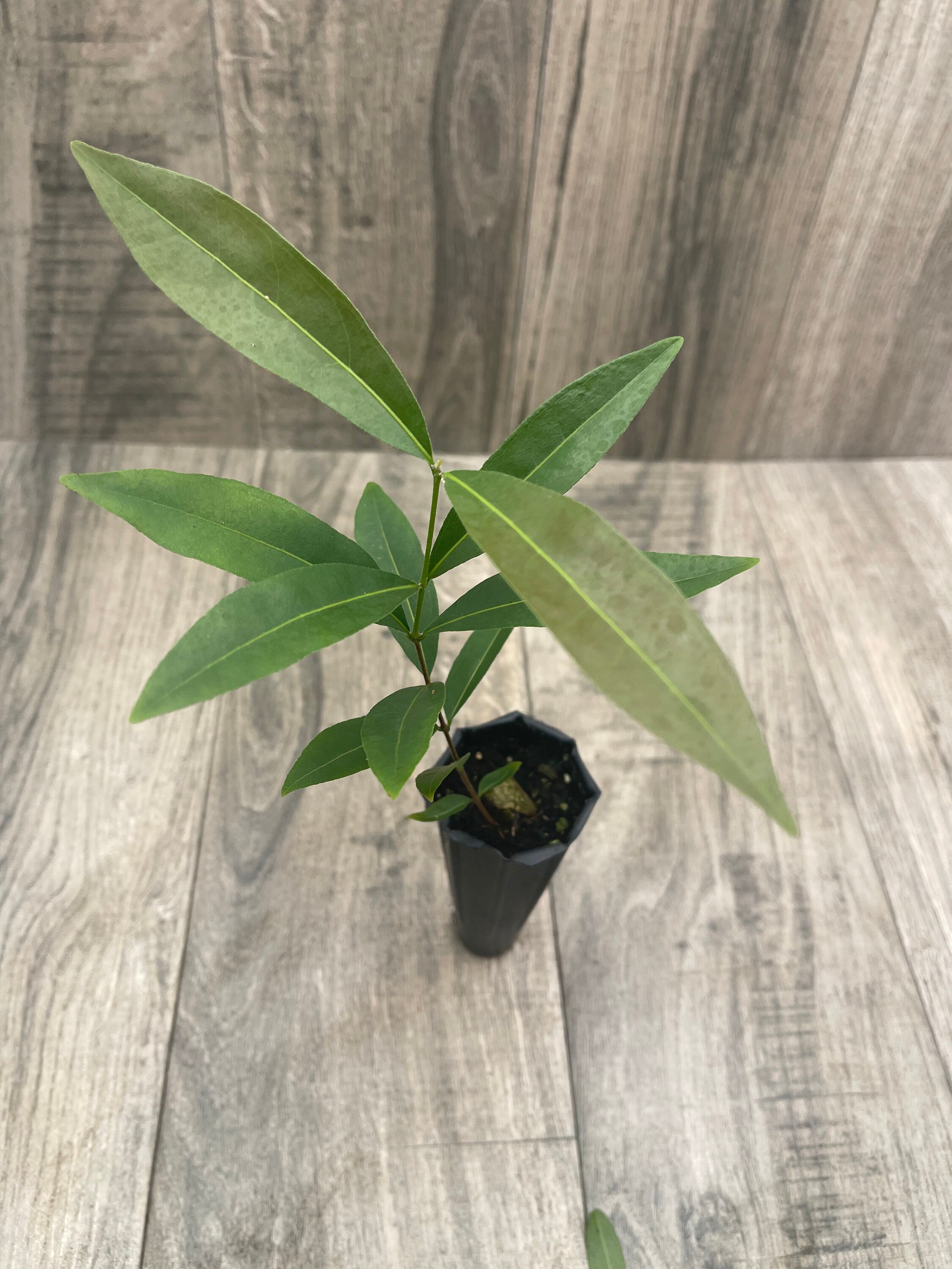 Eugenia Arrabidae Uvaia-peba LIVE TREE - Etsy