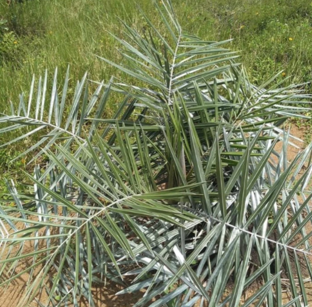 Syagrus Microphylla - Etsy