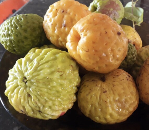 Eugenia Arrabidae Uvaia-peba LIVE TREE - Etsy