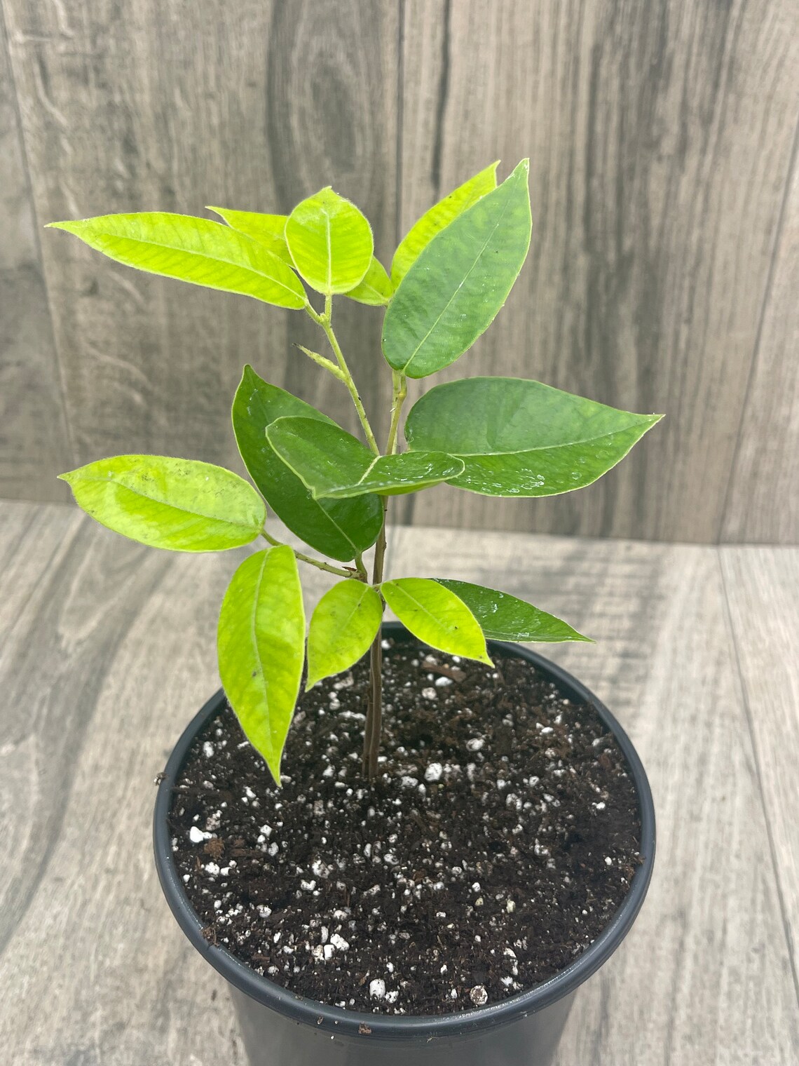 Plinia Edulis Cambuca LIVE TREE - Etsy