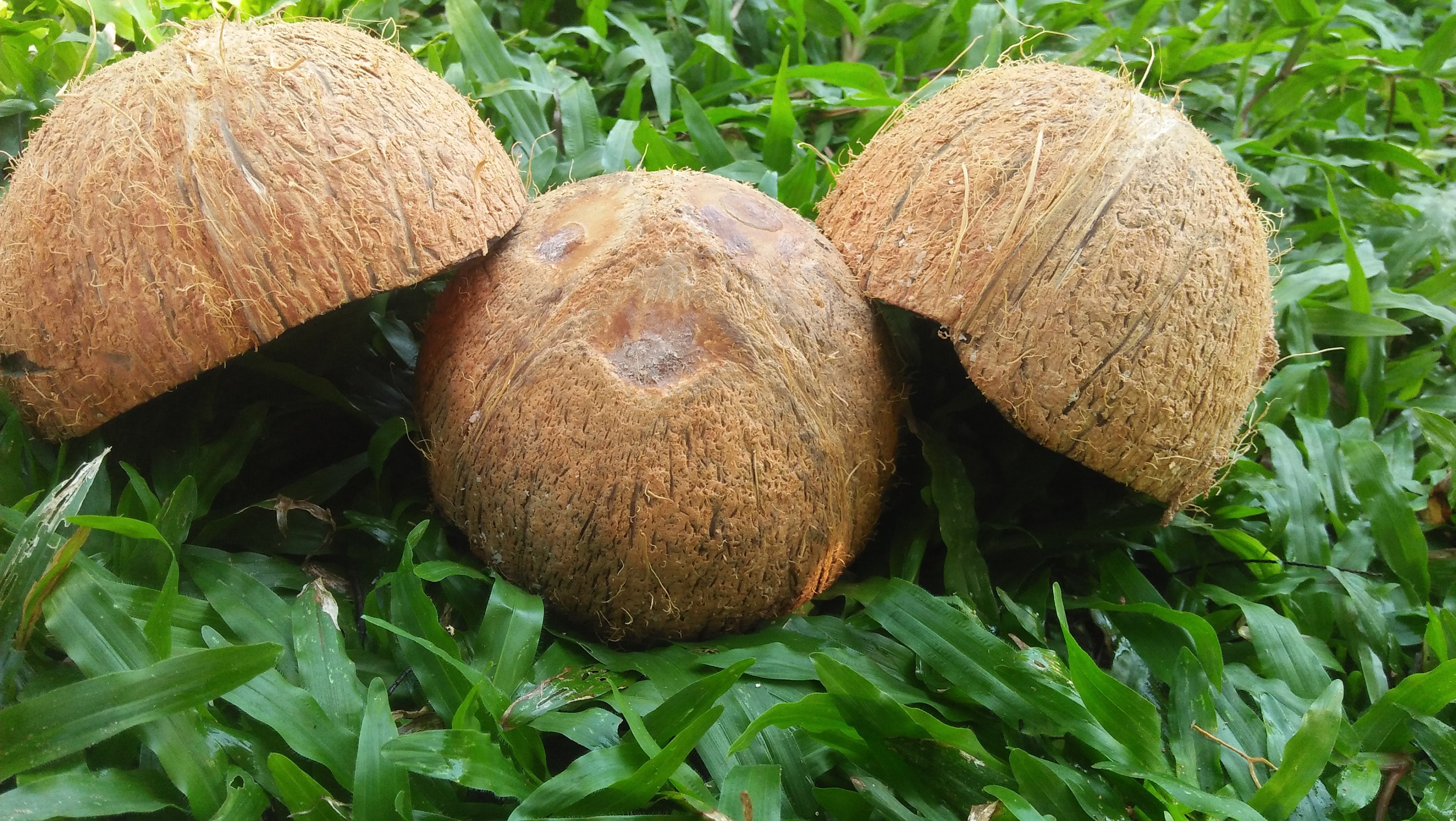 Coconut shell 2 pieces 100% natural coconut shell | Etsy