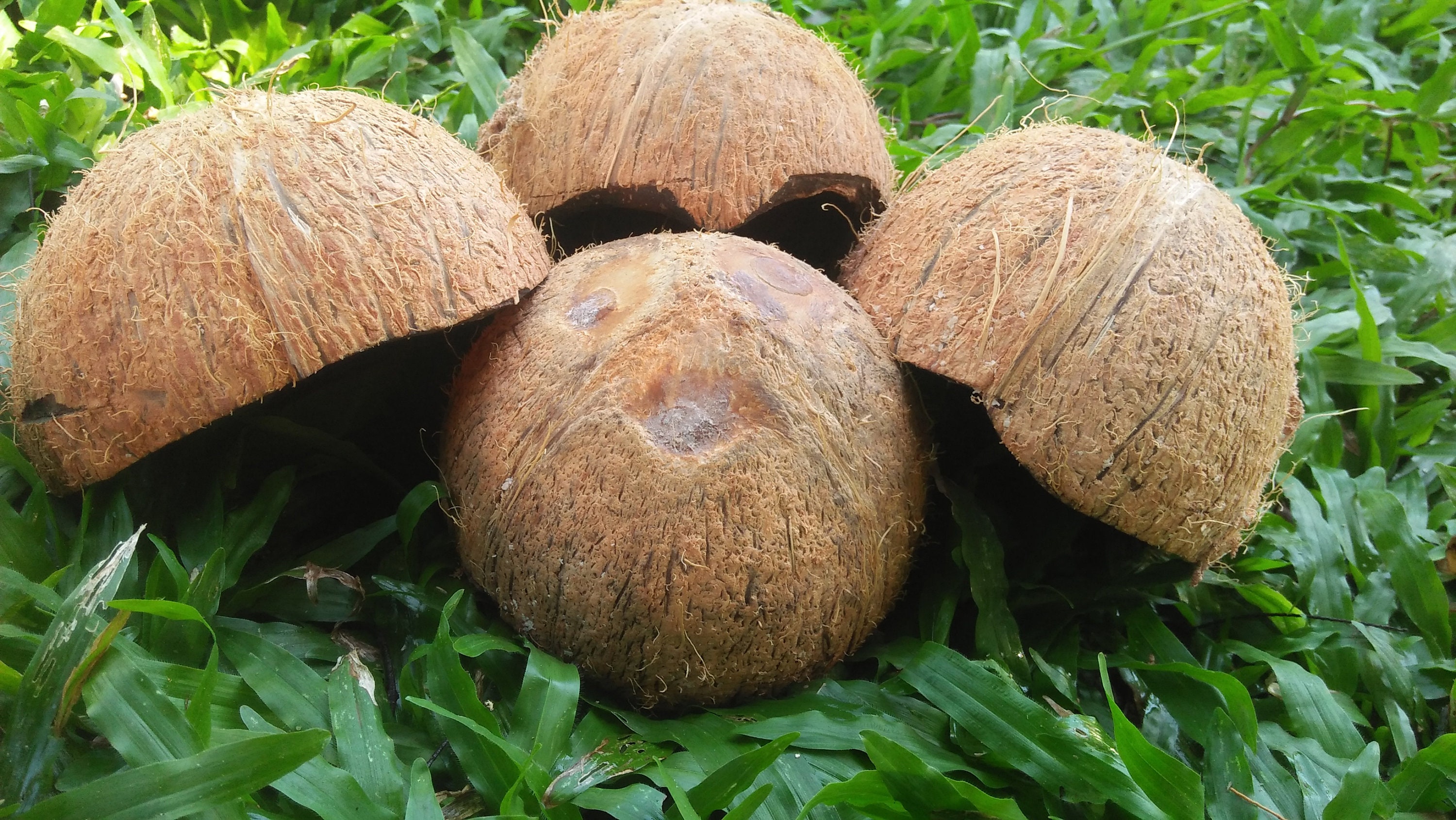 Coconut shell 2 pieces 100% natural coconut shell | Etsy