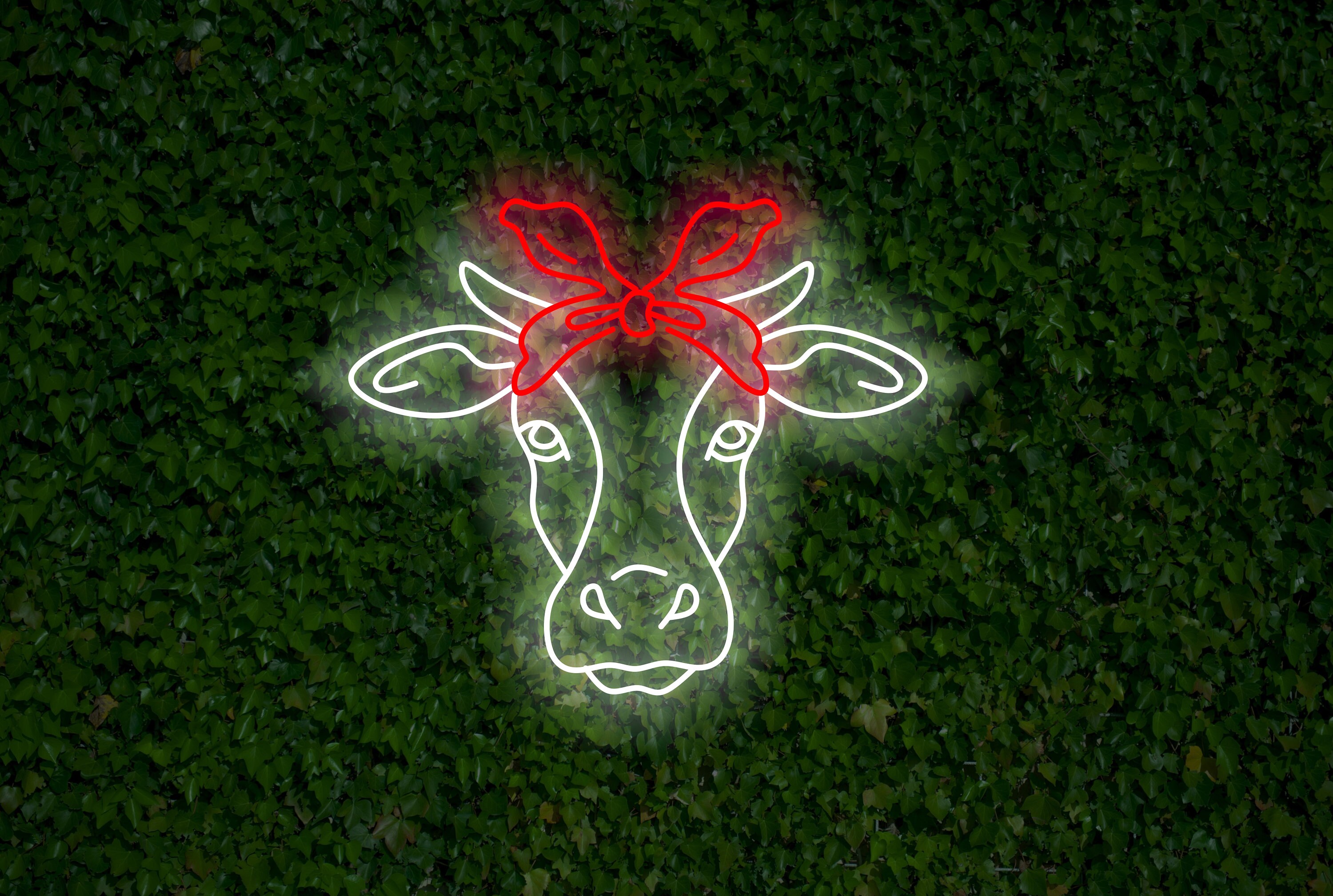 Cow Head With Pink Bandana Neon Sign Cow With Bandana Led - Etsy