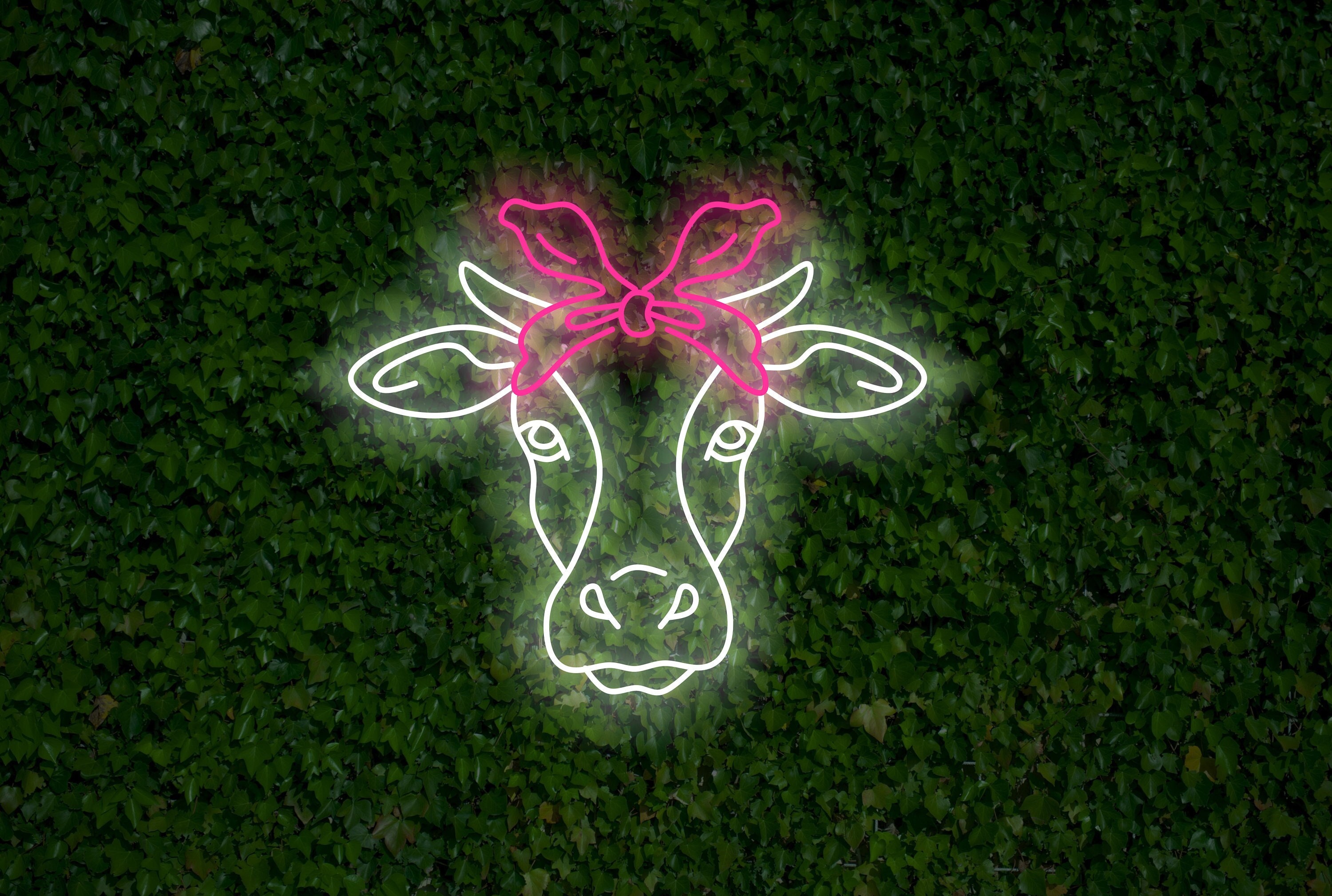 Cow Head With Pink Bandana Neon Sign Cow With Bandana Led - Etsy