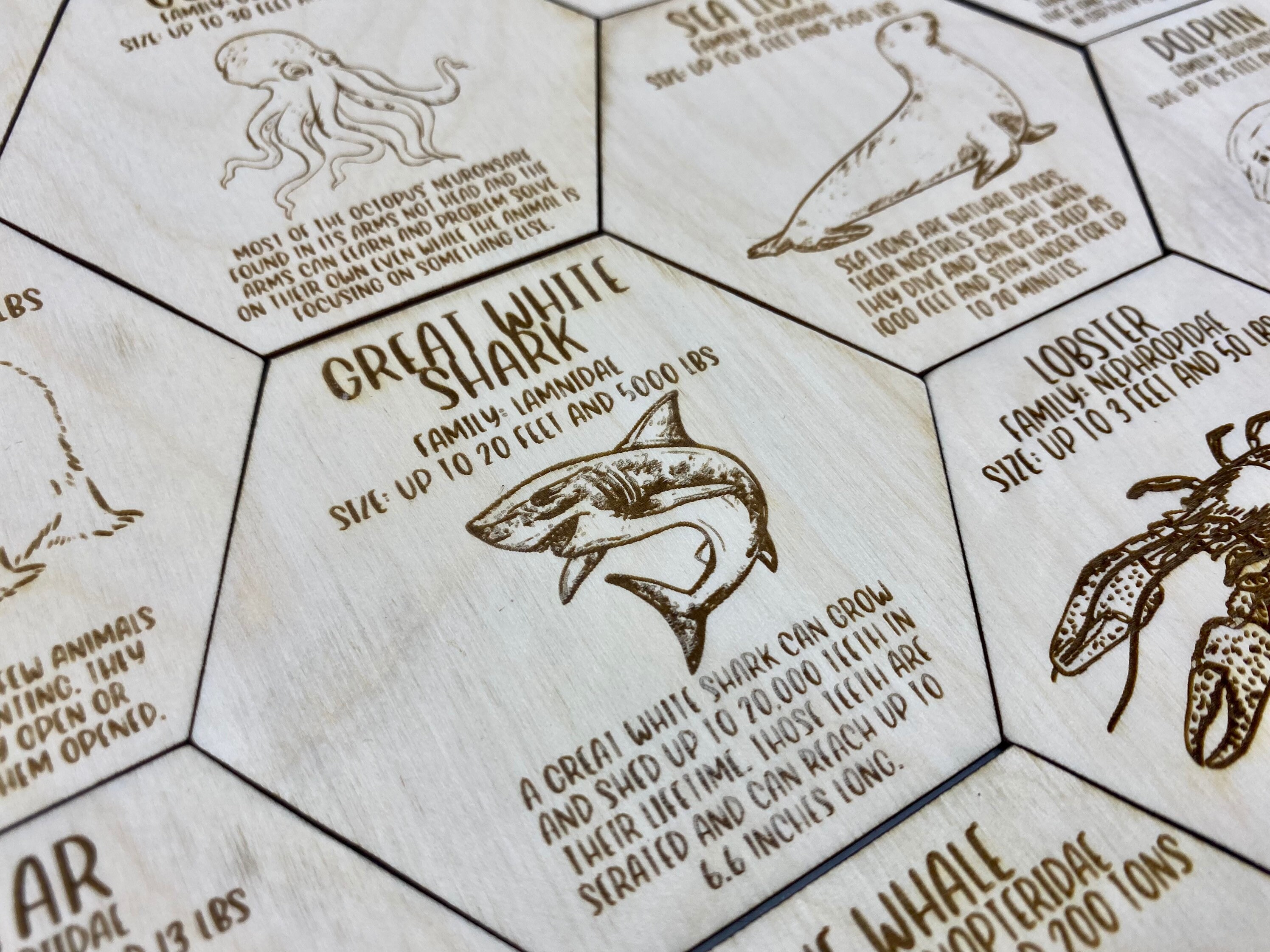 Sea Lifefact Token Bundle SVG File for Glowforge and Laser Cutters, 18 ...