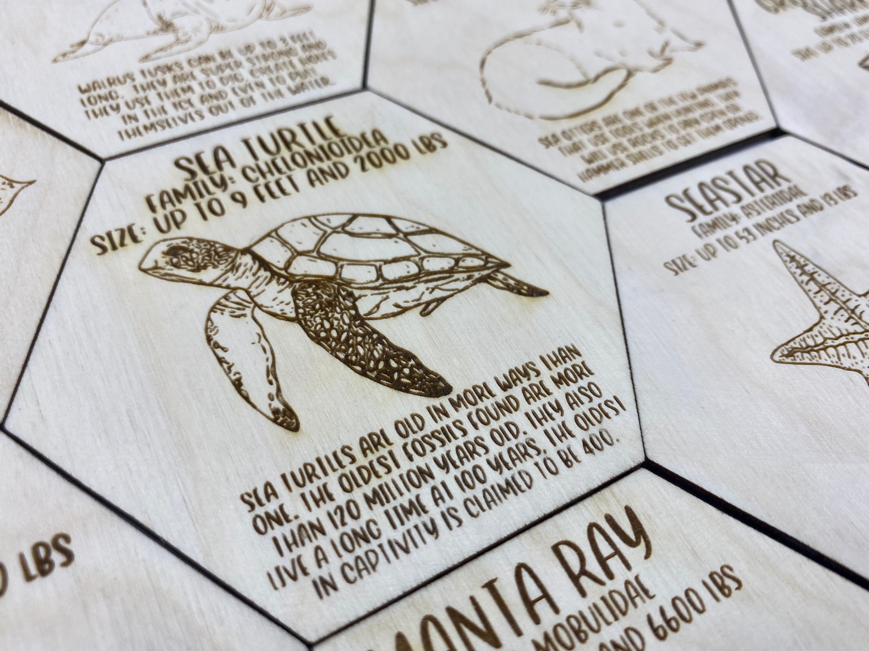 Sea Lifefact Token Bundle SVG File for Glowforge and Laser | Etsy Australia