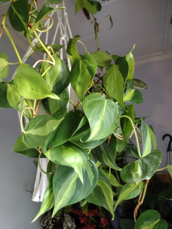 Brazilian Pathos Cuttings - Etsy