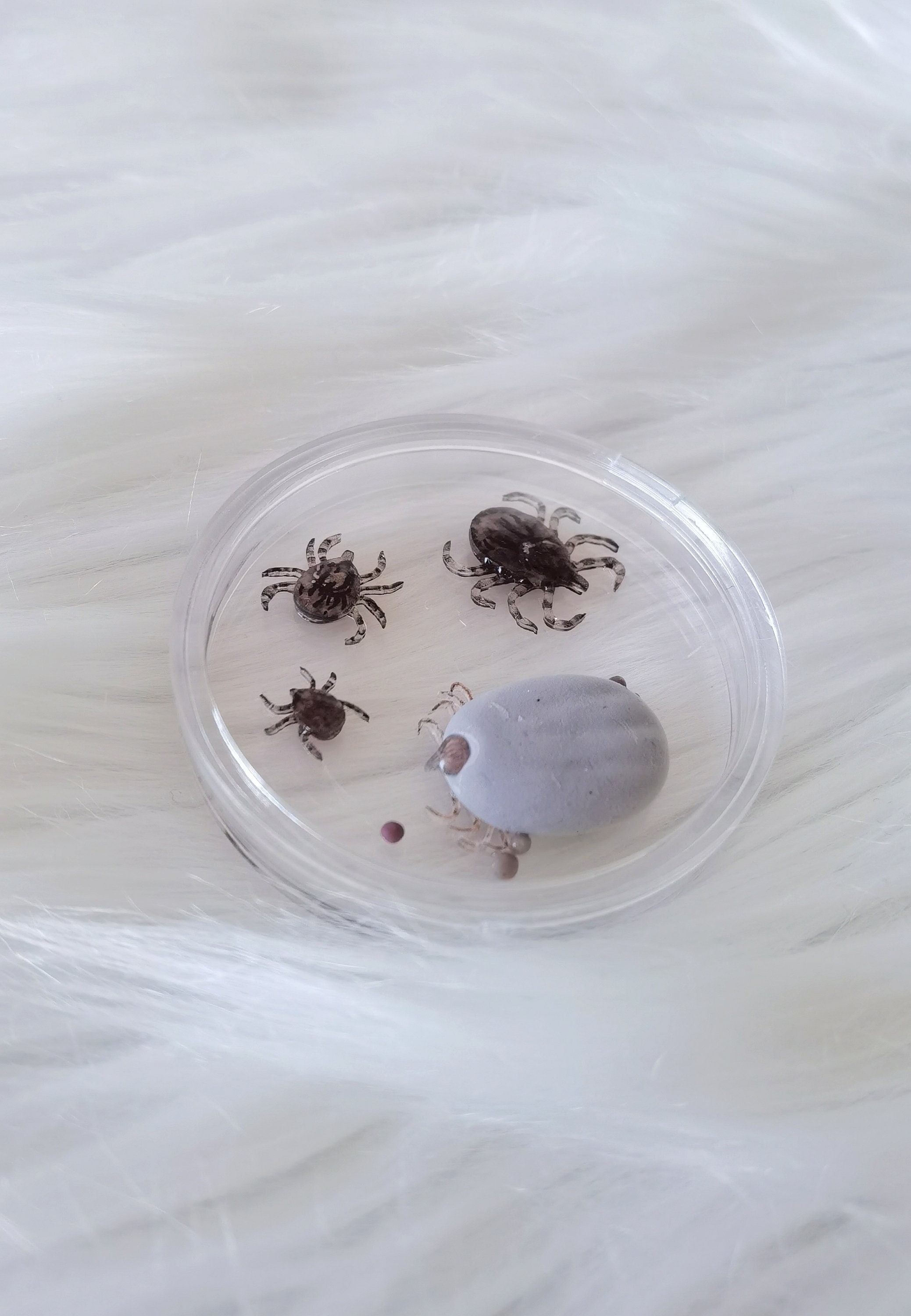 Ixodid Tick Life Cycle Box 2 Species Available Gift for - Etsy