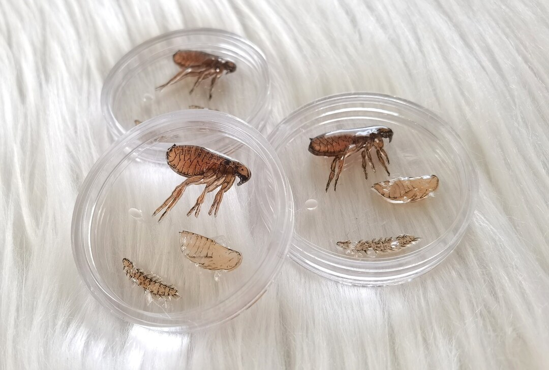 Flea Life Cycles Box 2 Size Options Gift for Vets Parasitology Science ...