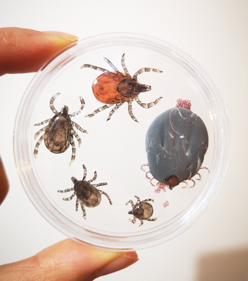 Ixodid Tick Life Cycle Box 2 Species Available Gift for - Etsy