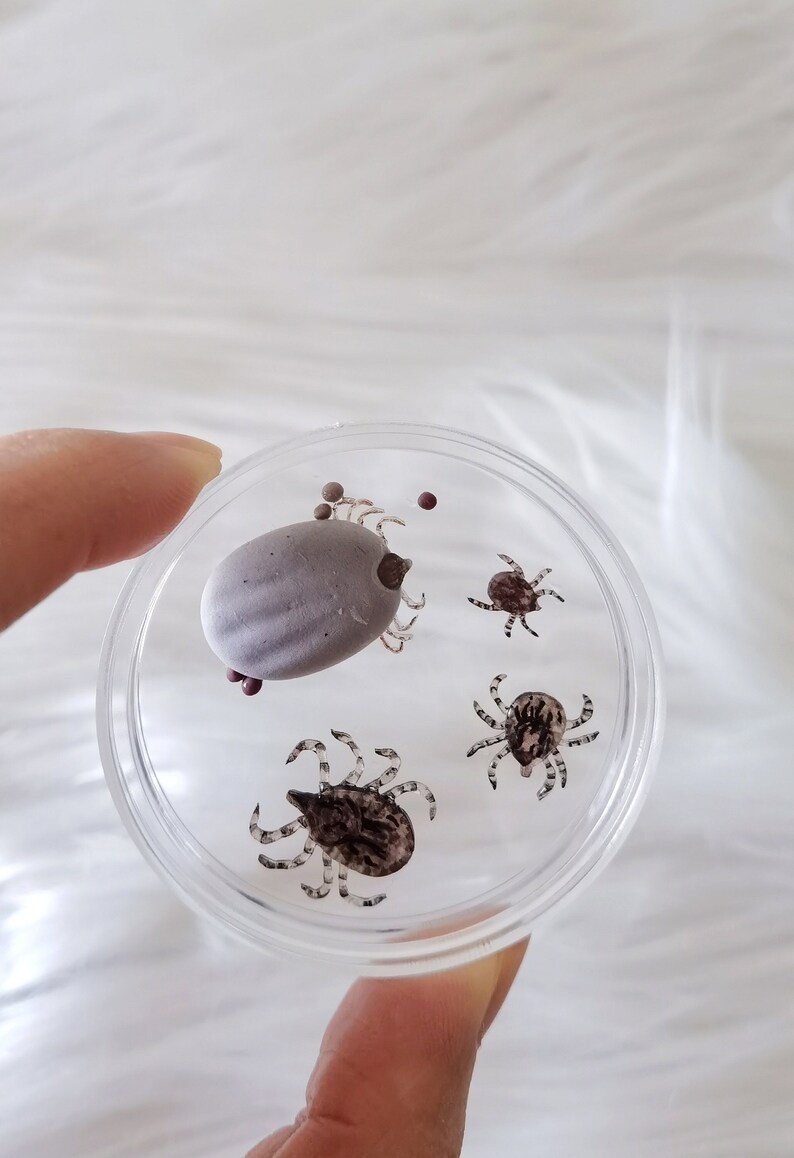 Ixodid Tick Life Cycle Box 2 Species Available Gift for - Etsy