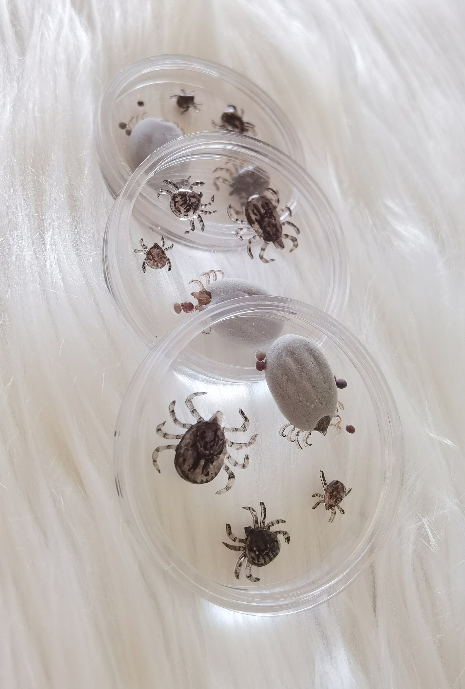 Ixodid Tick Life Cycle Box 2 Species Available Gift for - Etsy