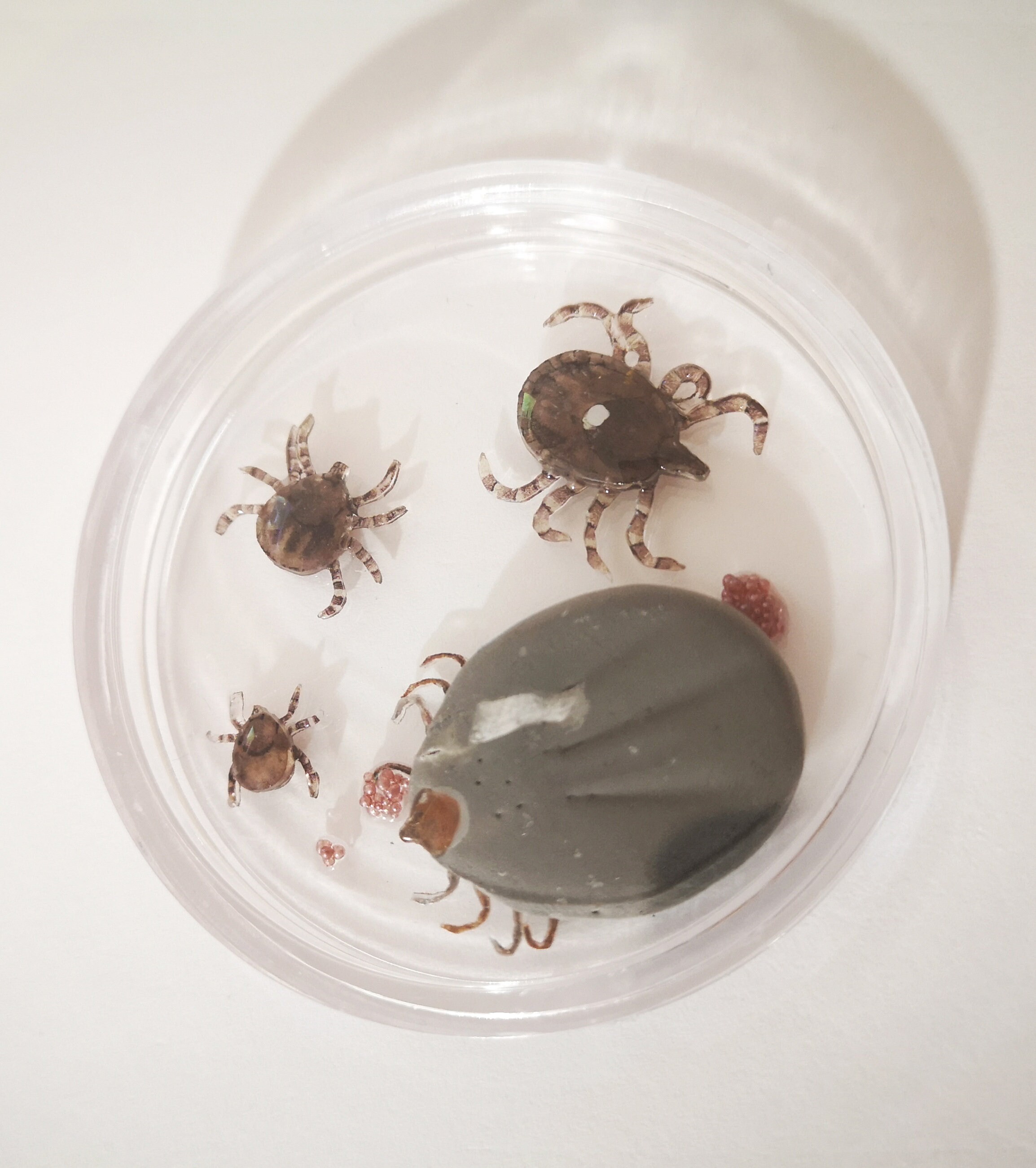 Ixodid Tick Life Cycle Box 2 Species Available Gift for - Etsy Canada