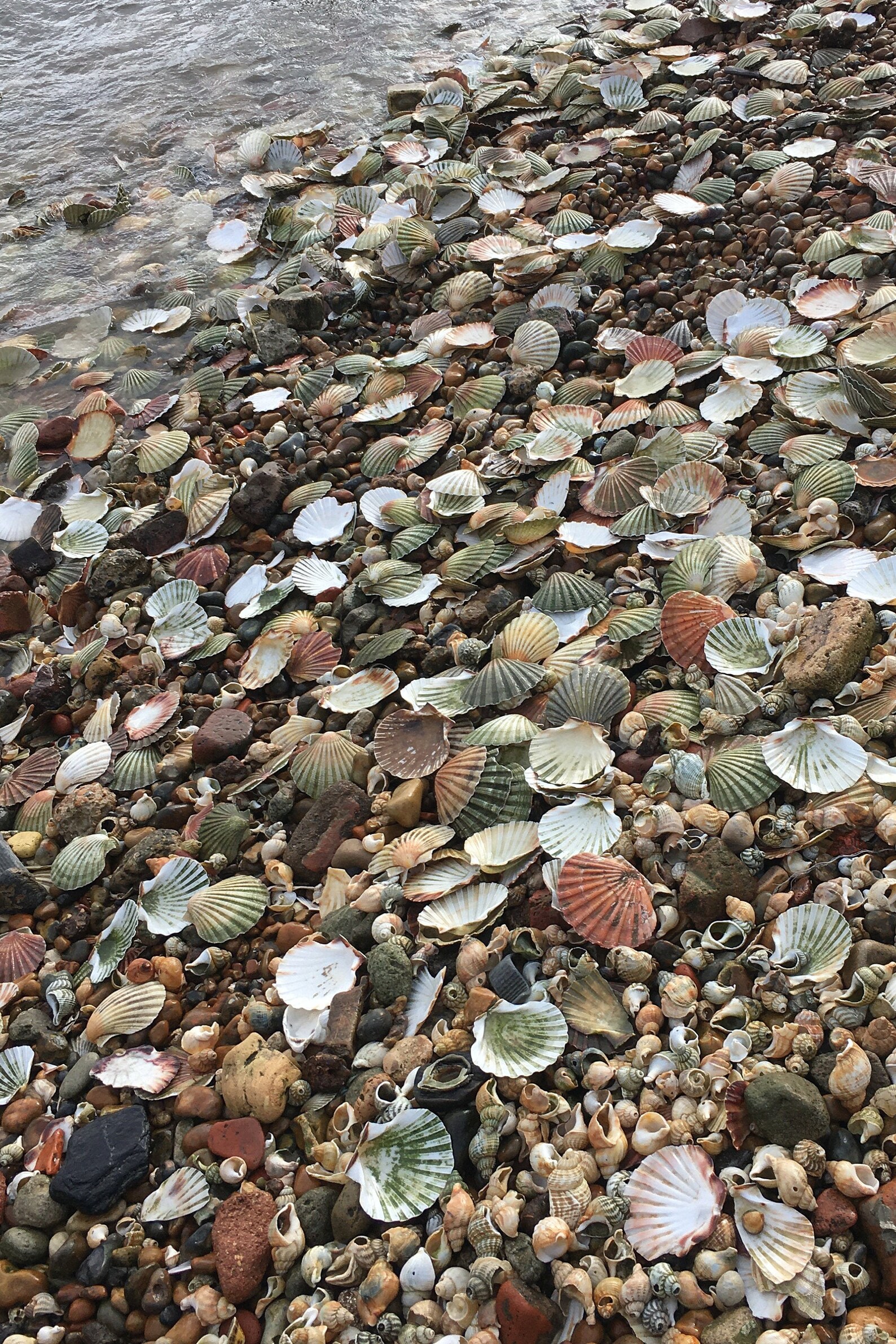 Unique Sea Shell Art Work and Gift | Etsy