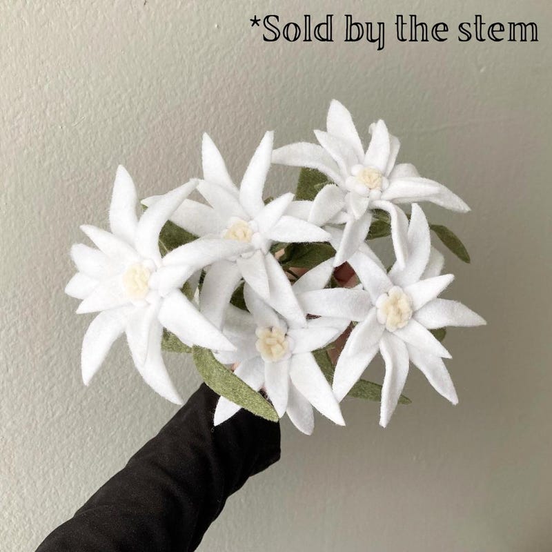 Edelweiss Flowers - Etsy