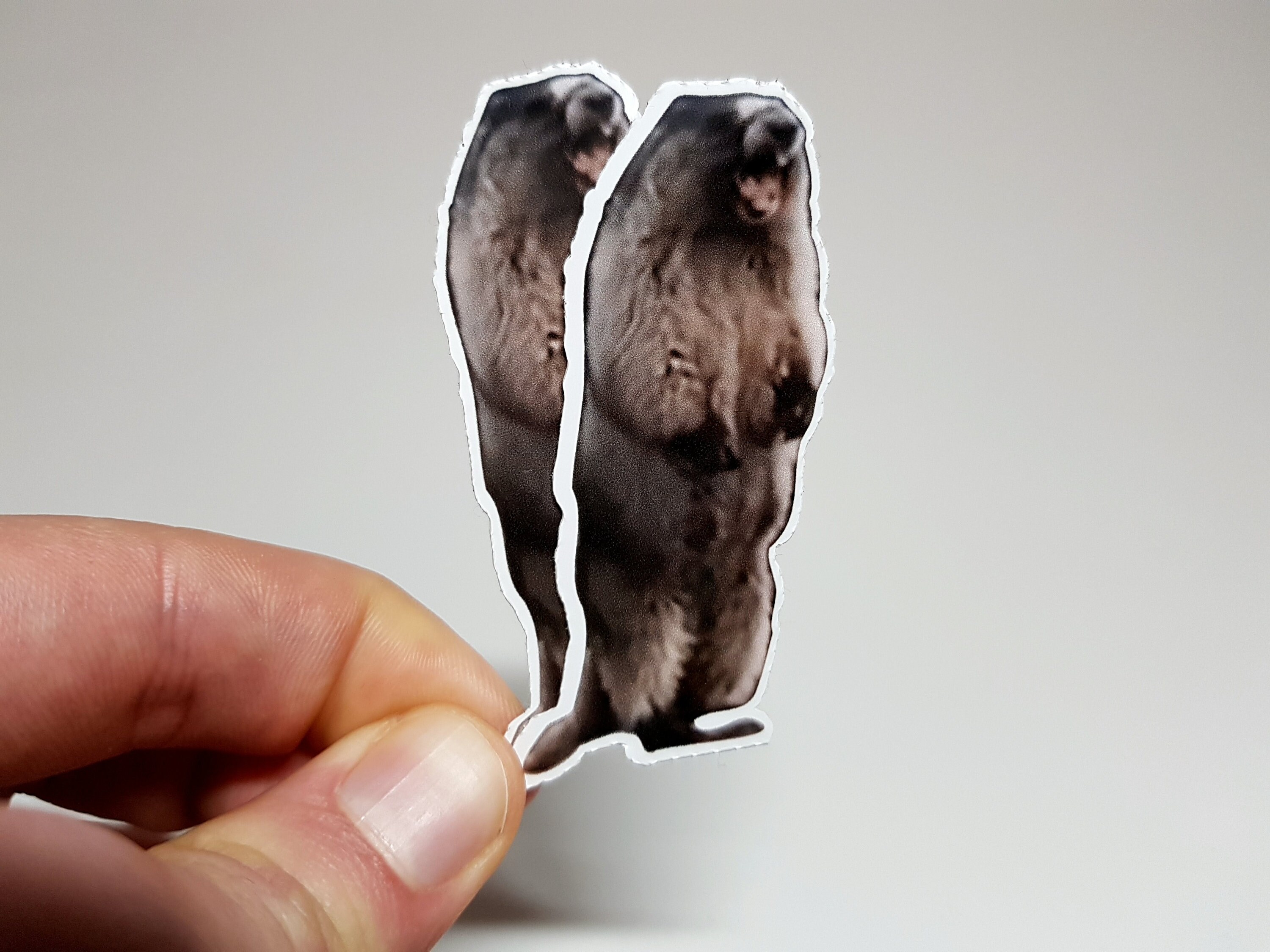 Meme Sticker - Animals - Screaming Marmot- Joke Internet Sticker ...
