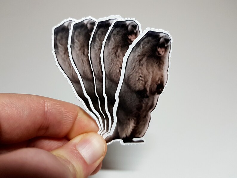 Meme Sticker - Animals - Screaming Marmot- Joke Internet Sticker ...