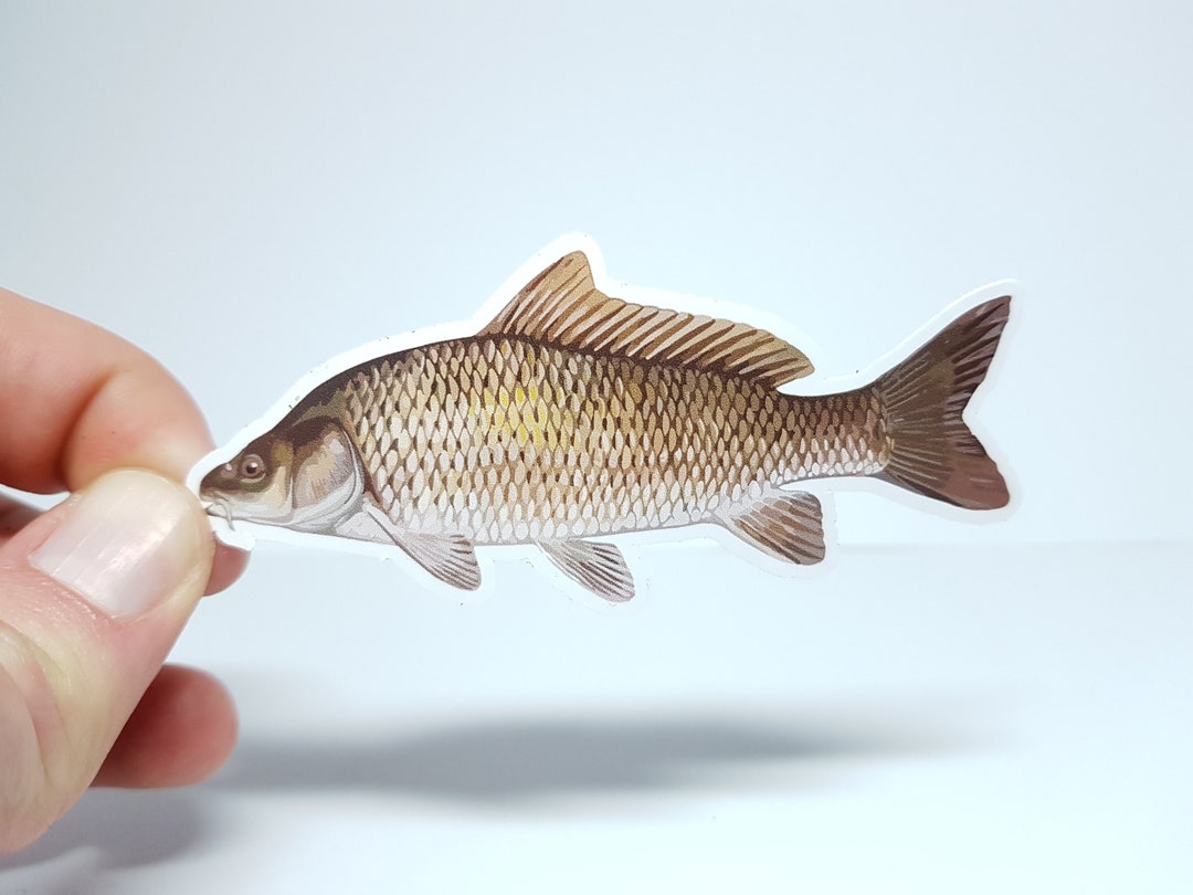 Meme Sticker "carp" - the Fish-sticker for Animal-lovers! Absurd and ...