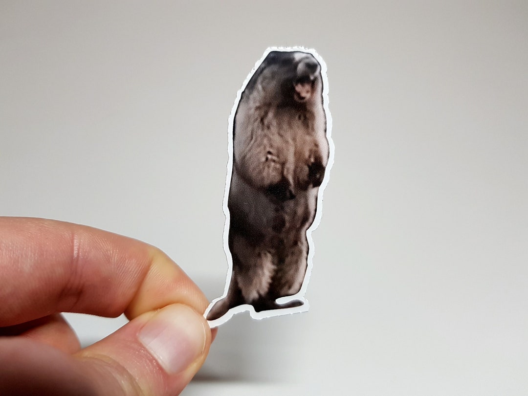 Meme Sticker - Animals - Screaming Marmot- Joke Internet Sticker ...
