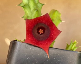 Red Dragon Succulent | Etsy