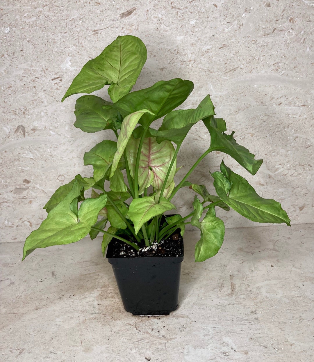 Syngonium Bold Allusion - Etsy