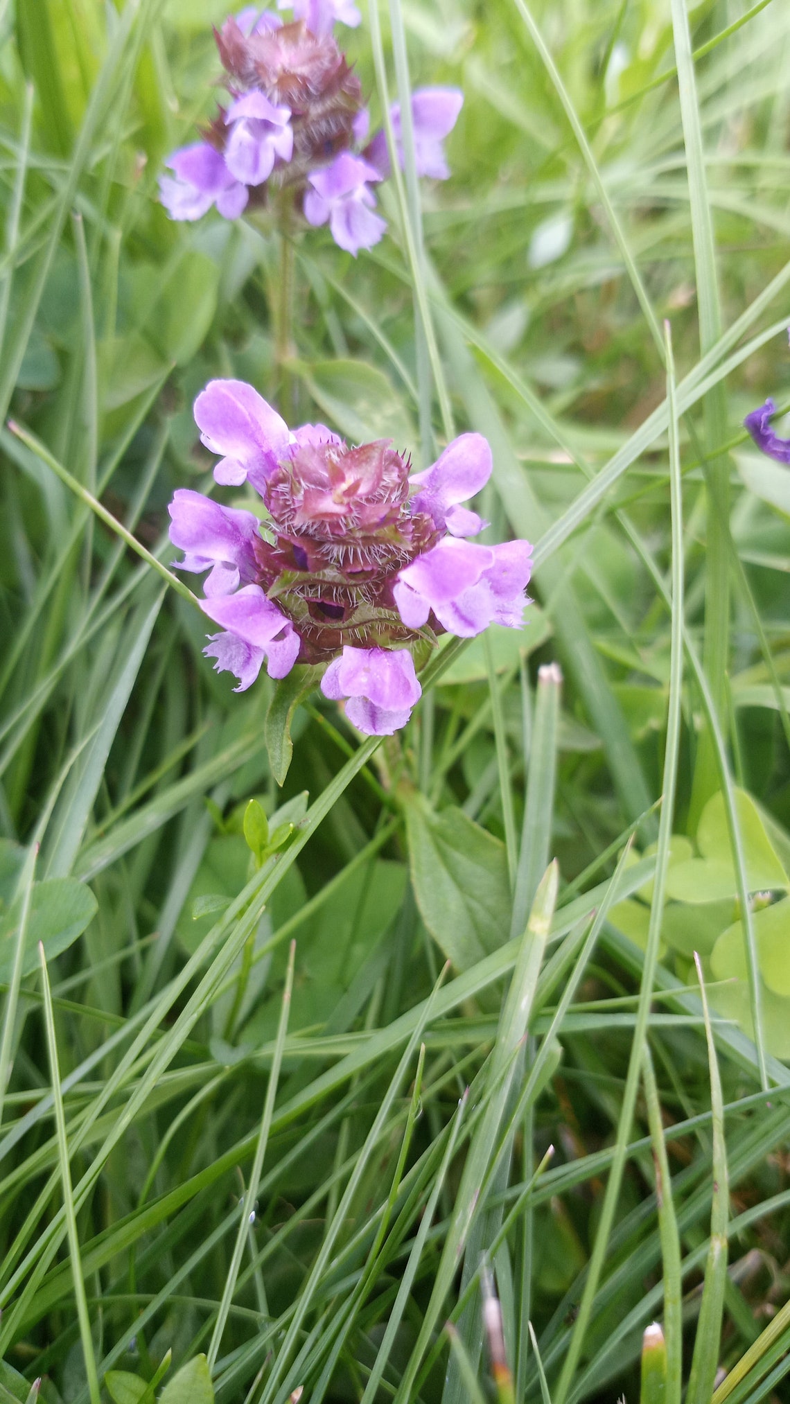 Dried Self-heal (heal-all) C/S Prunella Vulgaris - Etsy