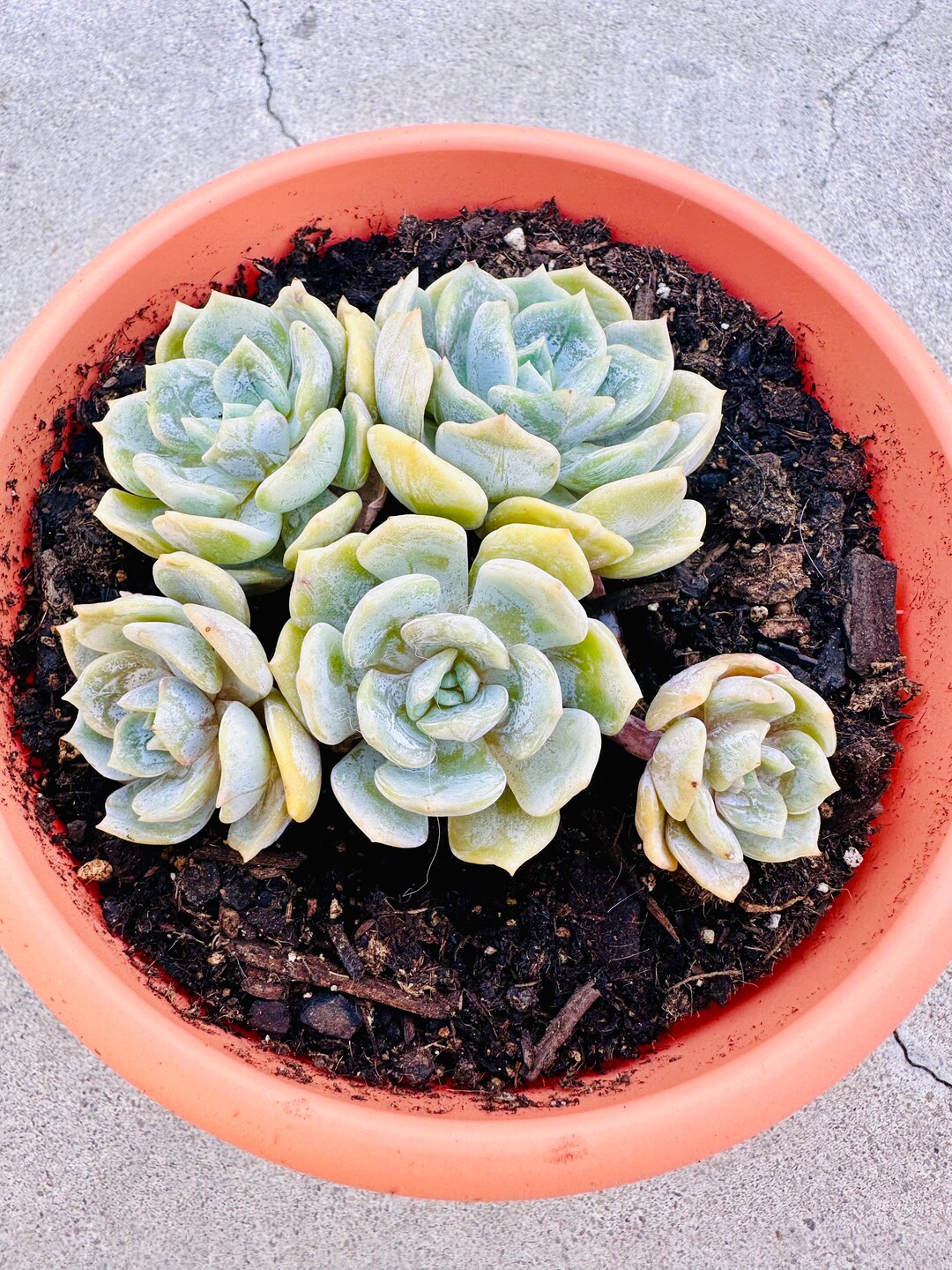 Echeveria Snow Shower Cluster - Etsy