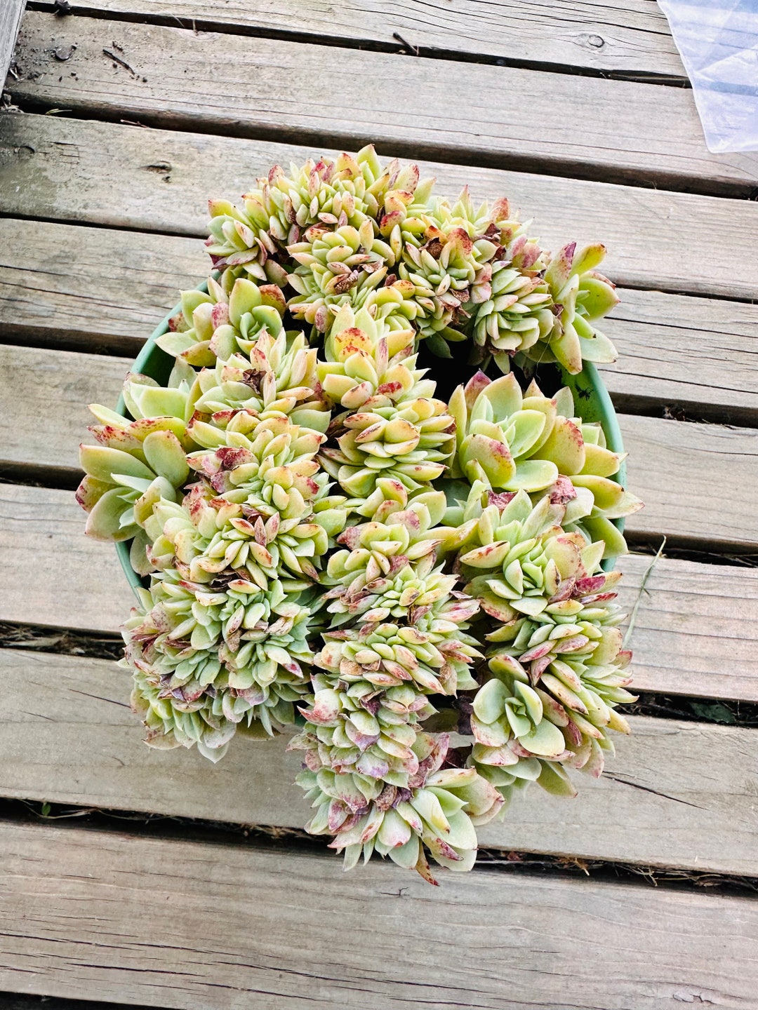 Echeveria Pastel Iron 2 Crests in 6in Pot - Etsy