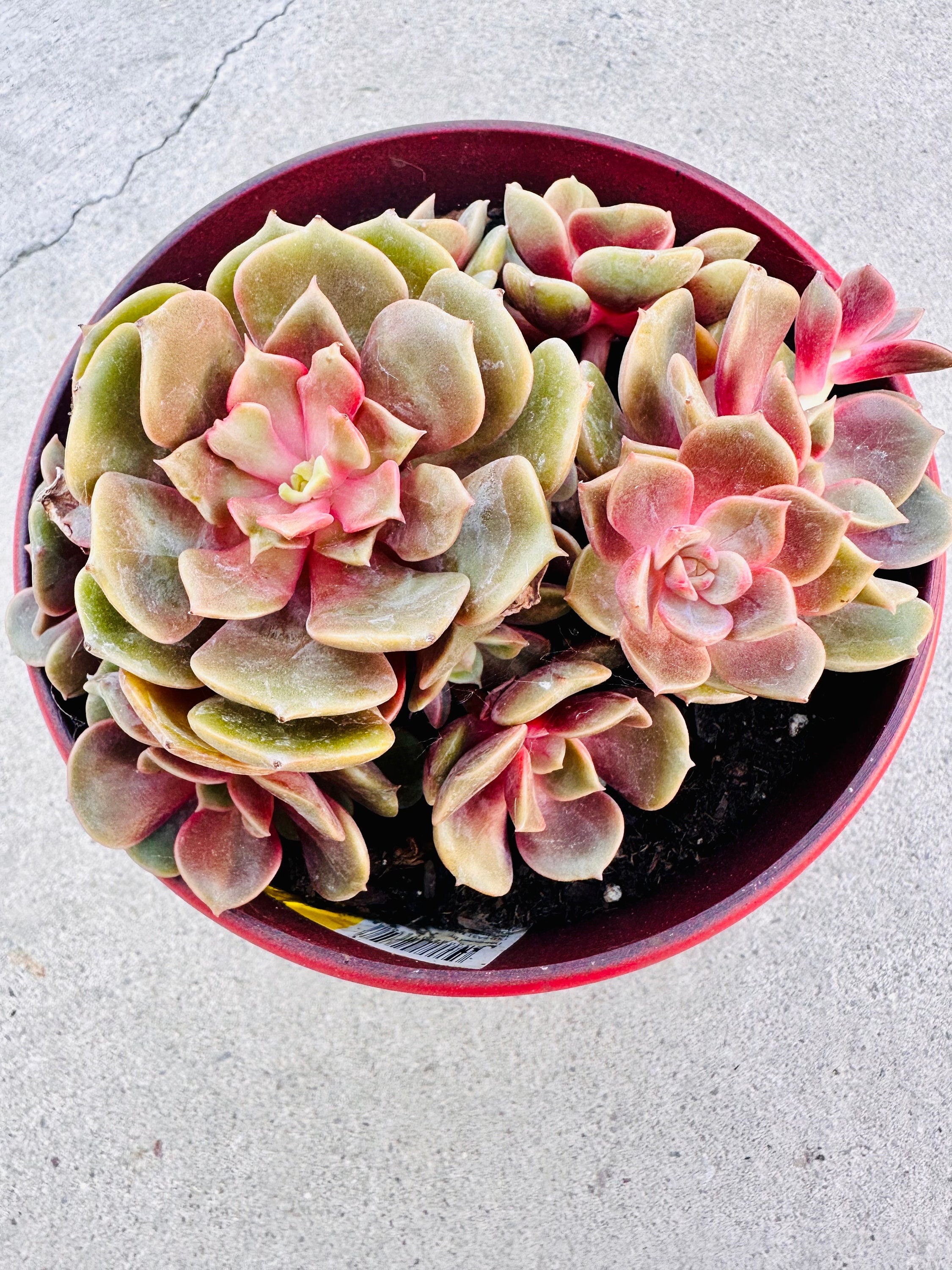 Echeveria Zestar Cluster - Etsy
