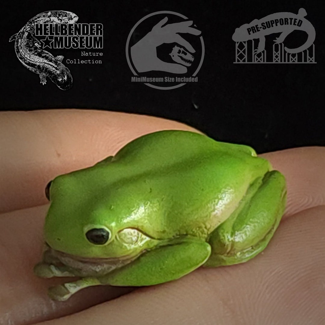 White's Green Tree Frog | Ranoidea Caerulea | Hellbender Museum ...
