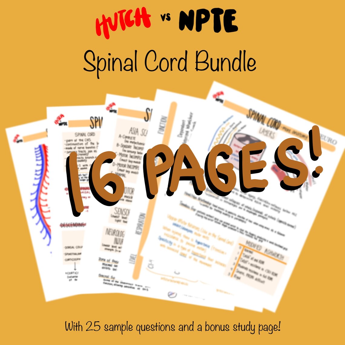 Spinal Cord Bundle - Etsy