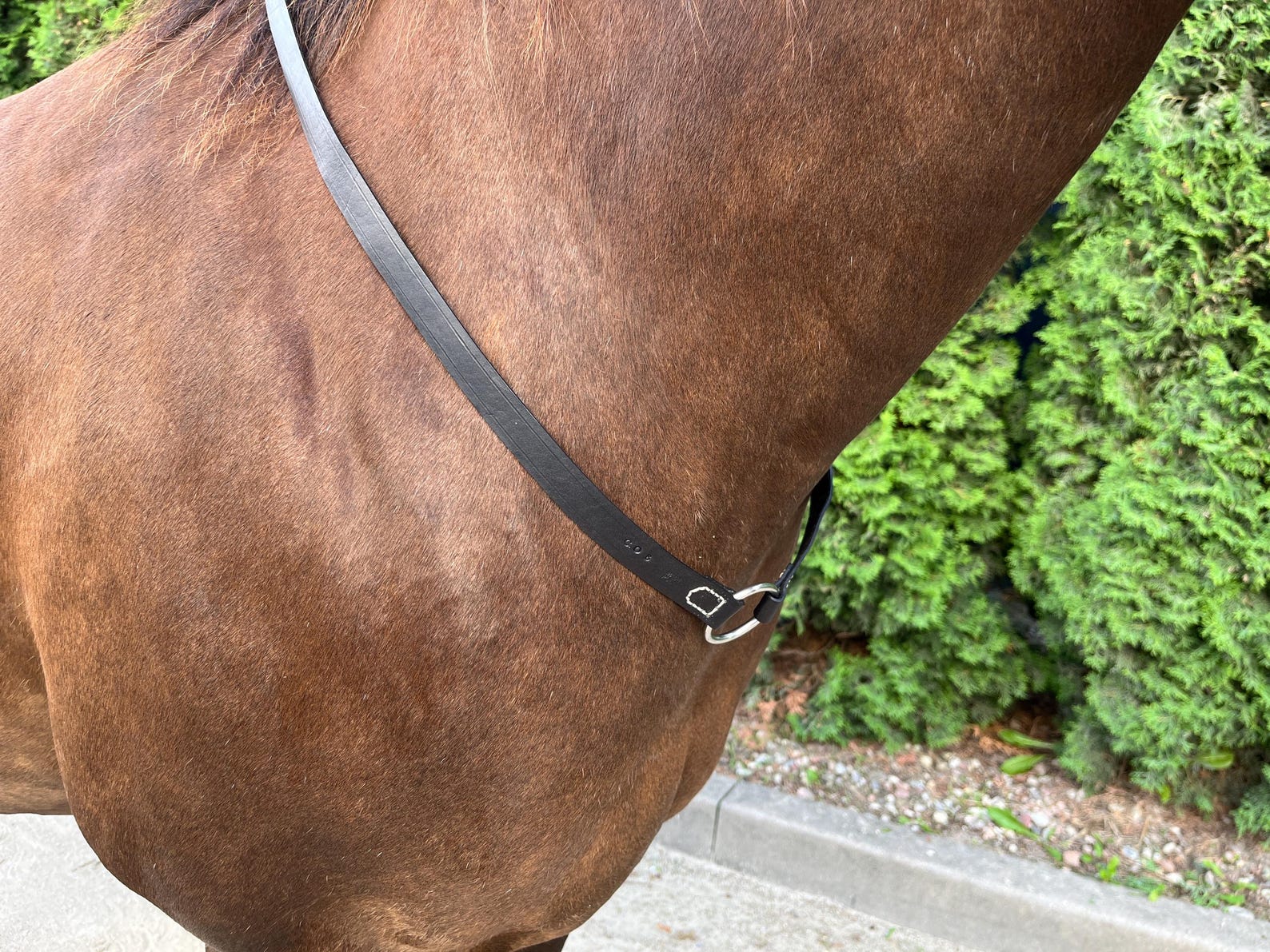 Handmade Leather Horse Cordeo: Silver Ring, Bitless Riding - Etsy