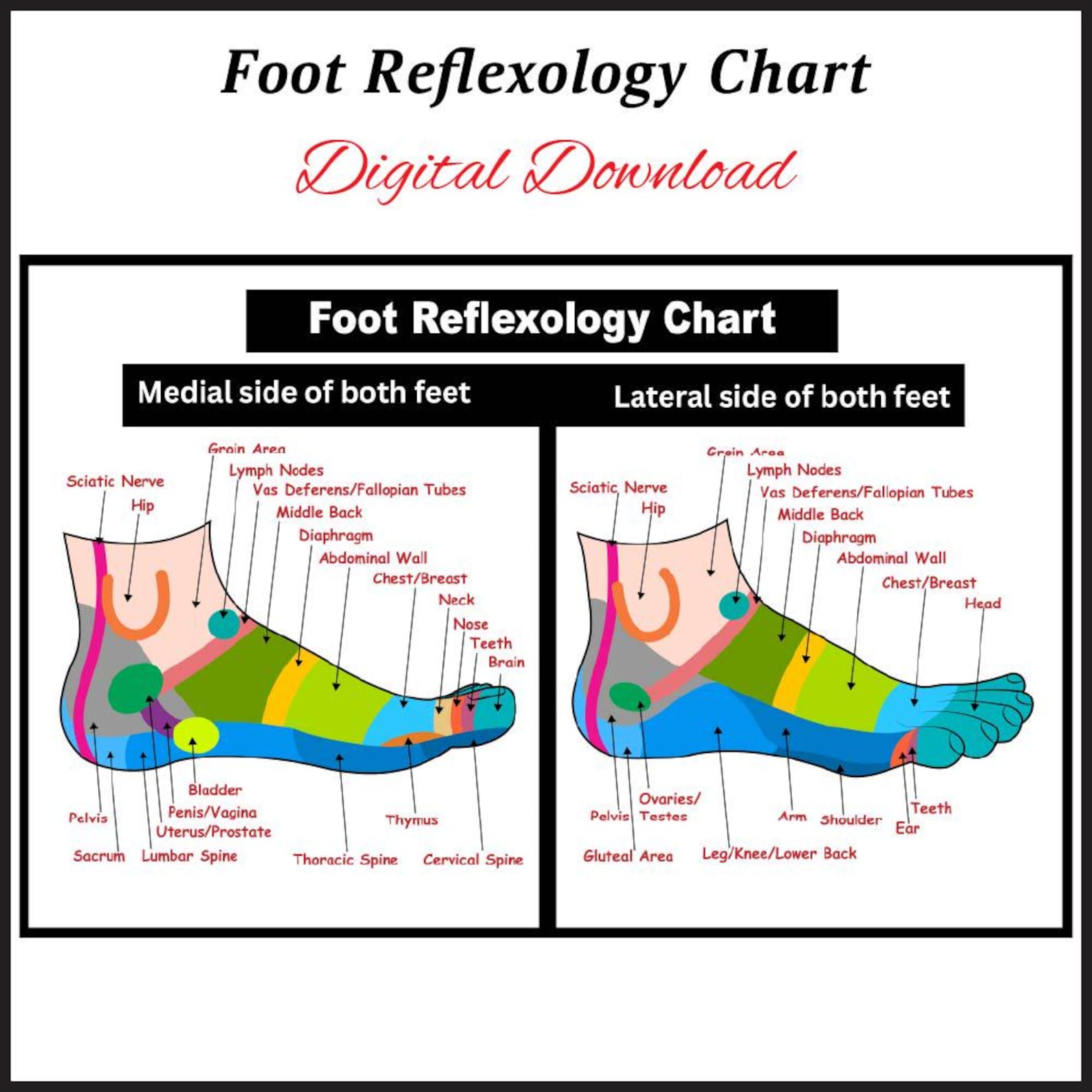 Reflexology Charts: Hand, Foot, Ear, Scalp & Spine (digital Download ...
