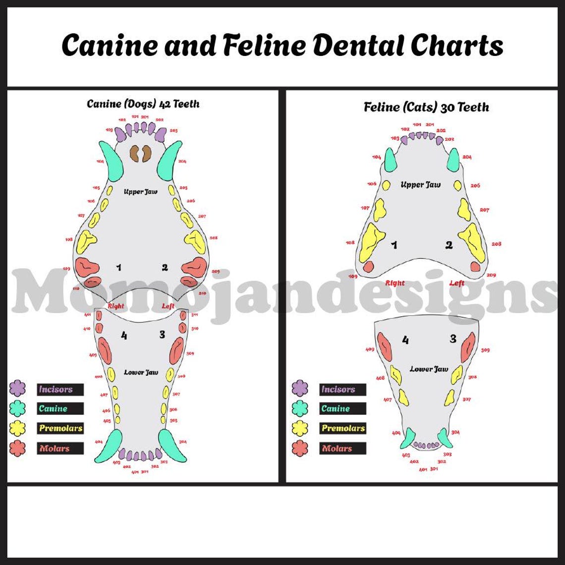 Dog & Cat Dental Anatomy Chart: Veterinary Poster (digital Download ...