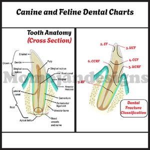 Dog & Cat Dental Anatomy Chart: Veterinary Poster (digital Download ...