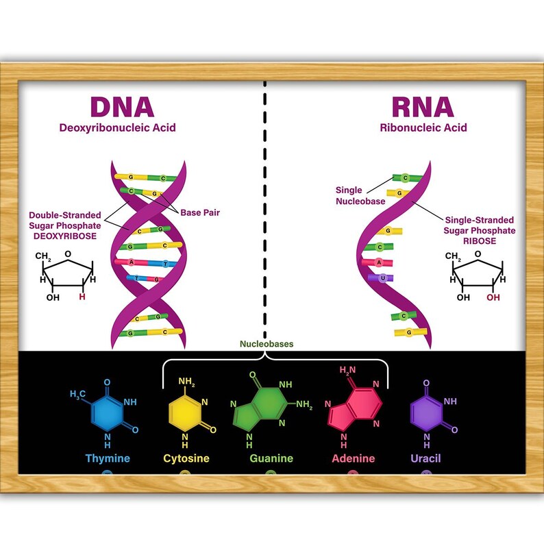 DNA Vs RNA Biology Poster: Helix Diagram, Structure Art (digital ...
