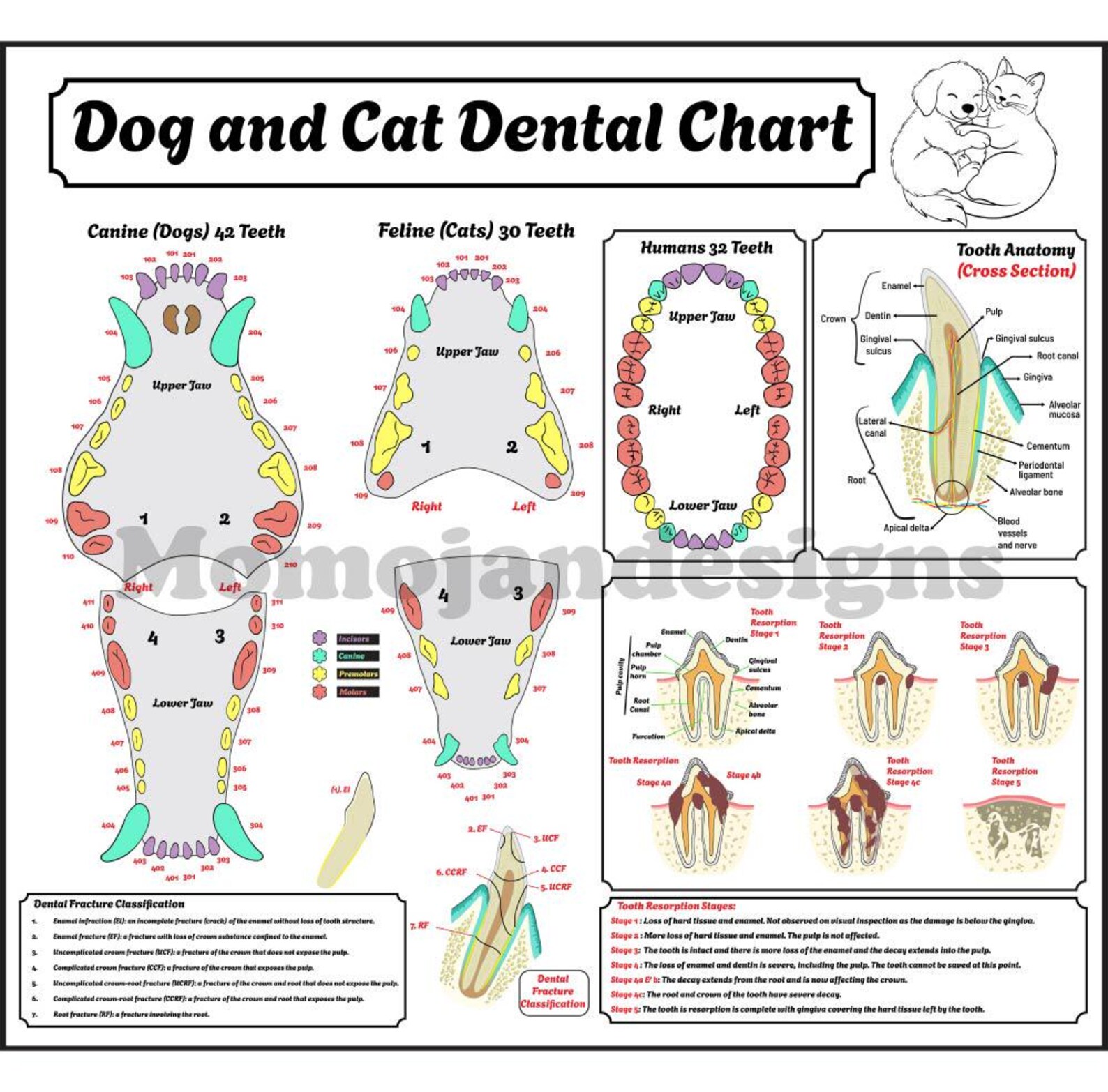 Dog & Cat Dental Anatomy Chart: Veterinary Poster (digital Download ...